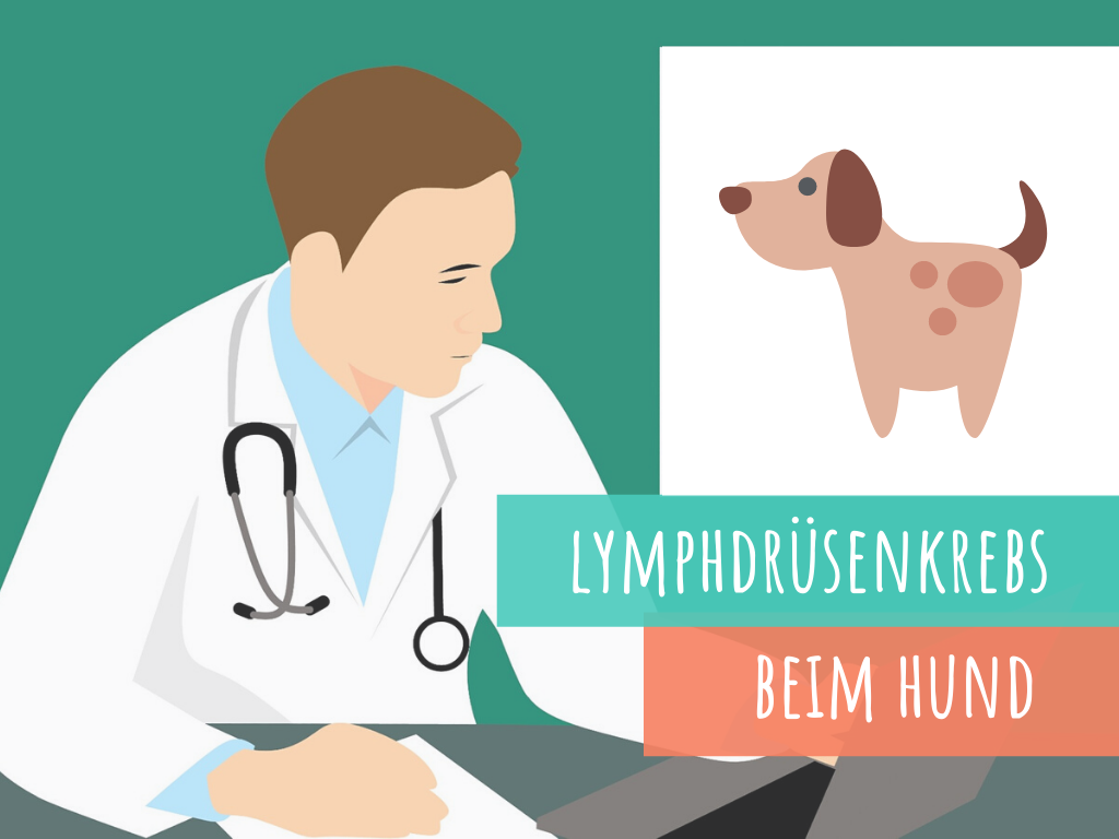 Lymphdrüsenkrebs (Lymphom) beim Hund - Vet-Dogs