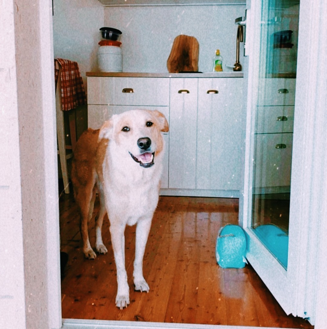 Der Mastzelltumor beim Hund - So hilfst du deinem Hund - Vet-Dogs