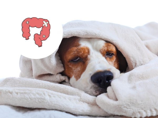 Chronischer Durchfall beim Hund - Das MUSST du darüber wissen ...