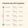 Body Condition Score (BCS) beim Hund - So ermittelst du ihn richtig ...