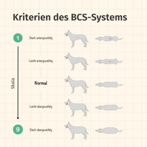 Body Condition Score (BCS) beim Hund - So ermittelst du ihn richtig ...