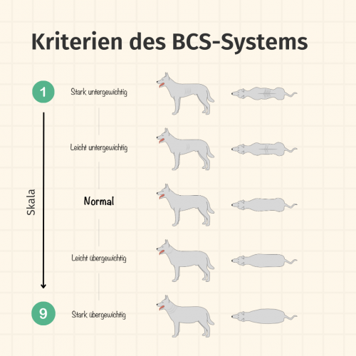 Body Condition Score (BCS) beim Hund - So ermittelst du ihn richtig ...