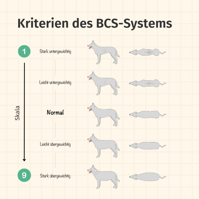 Body Condition Score (BCS) beim Hund - So ermittelst du ihn richtig ...
