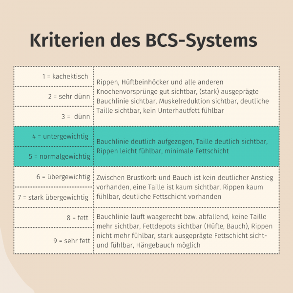 Body Condition Score (BCS) beim Hund - So ermittelst du ihn richtig! - Vet-Dogs