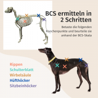 Body Condition Score (BCS) beim Hund - So ermittelst du ihn richtig ...