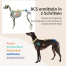 Body Condition Score (BCS) beim Hund - So ermittelst du ihn richtig ...