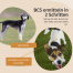 Body Condition Score (BCS) beim Hund - So ermittelst du ihn richtig ...