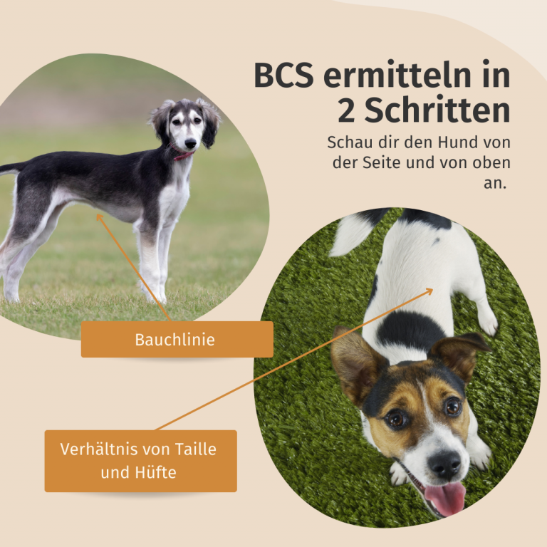 Body Condition Score (BCS) beim Hund - So ermittelst du ihn richtig ...