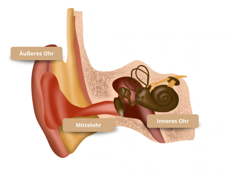Otitis externa: Wenn Hunde-Ohren jucken – Ursachen & Therapie