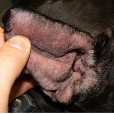 Otitis externa: Wenn Hunde-Ohren jucken – Ursachen & Therapie