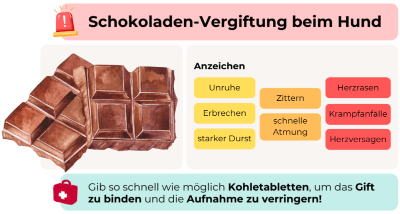 Hund Hat Schokolade Gefressen Was Tun