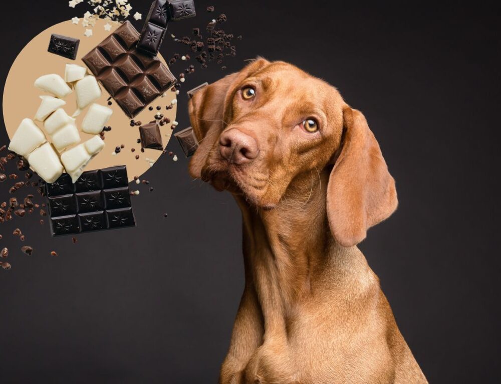 Body Condition Score (BCS) beim Hund - So ermittelst du ihn richtig ...