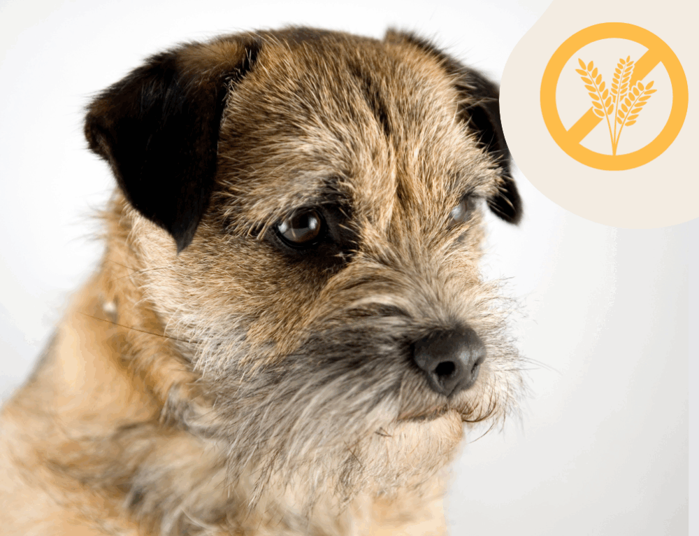 Body Condition Score (BCS) beim Hund - So ermittelst du ihn richtig ...